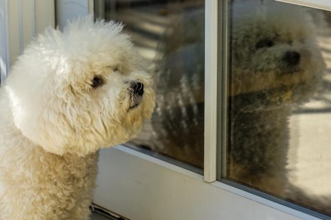 How to Protect Glass Doors From Dog Scratches | Eltham Glass
